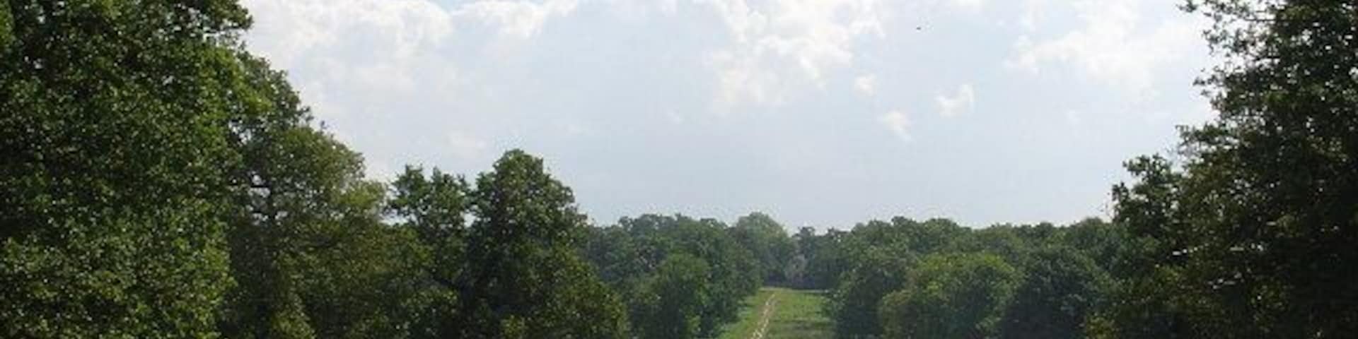 Richmond Park looking towards the White lodge. This track leads from the Richmond Gate to the White Lodge