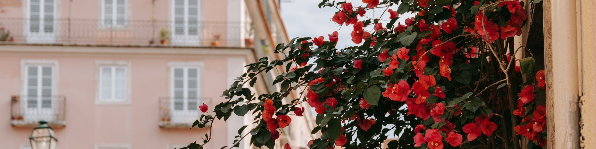 São Bento which includes wildflowers