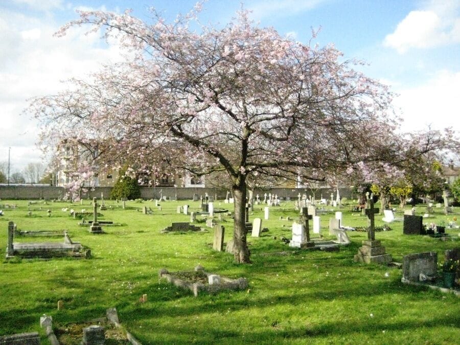 Blossom tree in Queen's Road Cemetery, Croydon