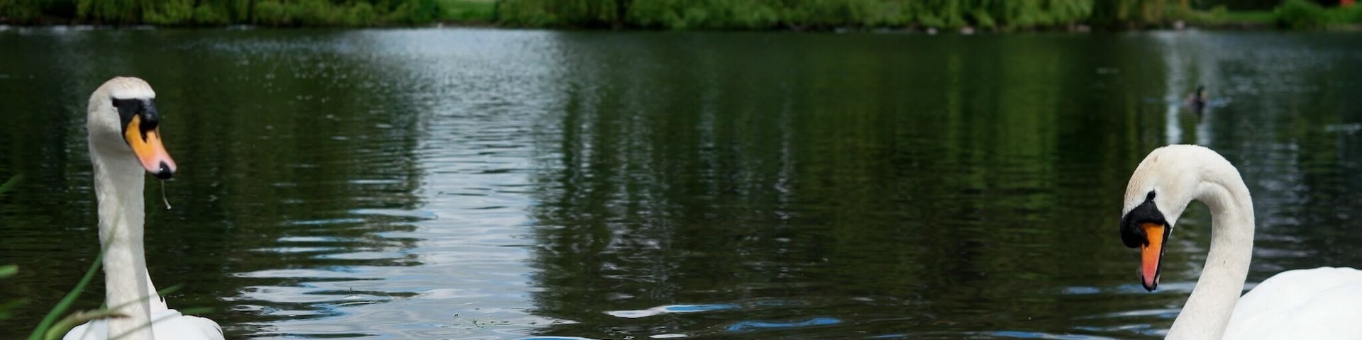 Foots Cray Meadows.
Just upstream of the 18th century Five Arches bridge the river Cray broadens into a lake. Originally part of the Footscray Palace estate the area is now a nature reserve.
Nearest station: Albany Park.