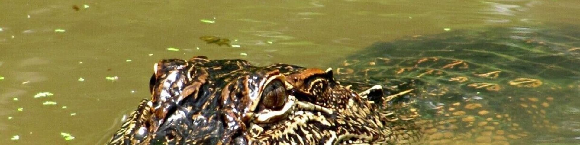 The Cajun Encounters tour took me to the Honey Island Swamp where I saw my first up-close, wild alligator. Not just one, but a whole bunch! Not to mention the turtles and local birds that are a lot different from the birds I'm used to in the north.
Our tour guide, Bishop, was fantastic. He was funny, personal, and knew his stuff. He also managed to attract not just gators but wild pigs as well.
If I go back to New Orleans--no--WHEN I go back, I fully intend on going on this tour again.
