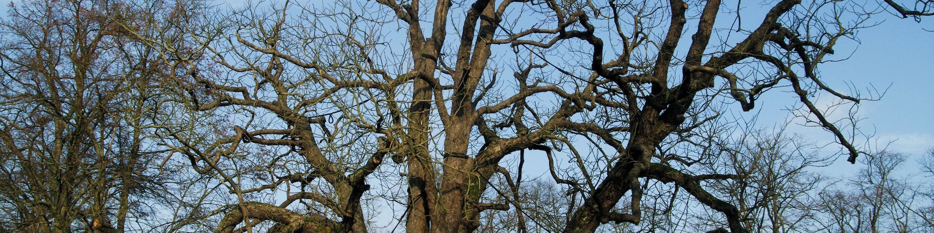 Vehlefanz, Brandenburg, Germany in winter