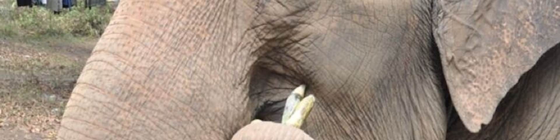 Um elefante com a tromba enrolada em um objeto branco, em solo de terra, com árvores e uma fileira de roupas penduradas ao fundo.