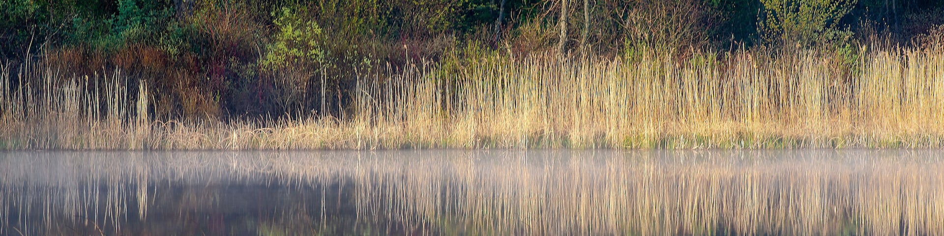 Um lago calmo com reflexos de árvores e juncos.