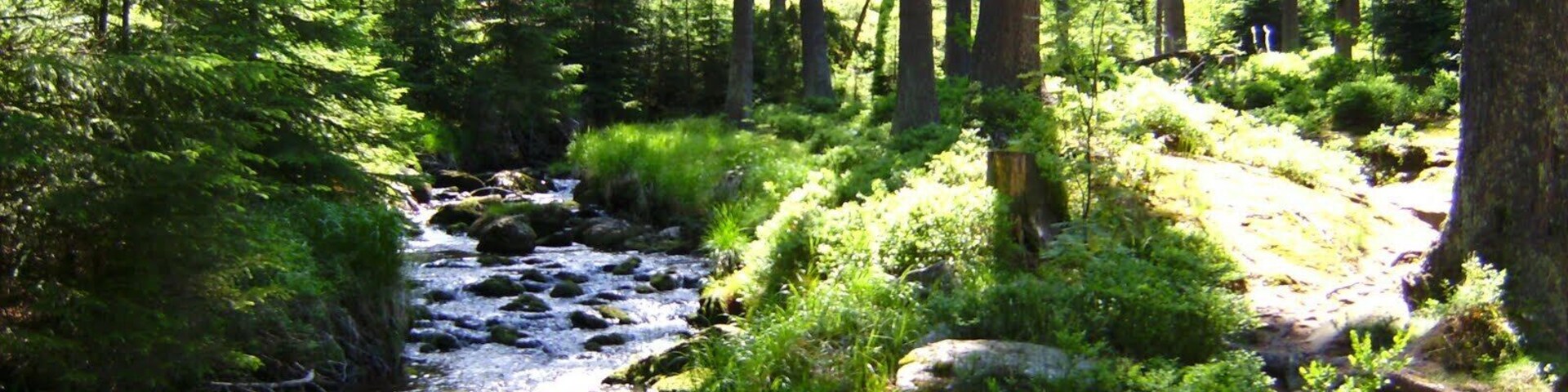Weißer Main bei Bischofsgrün