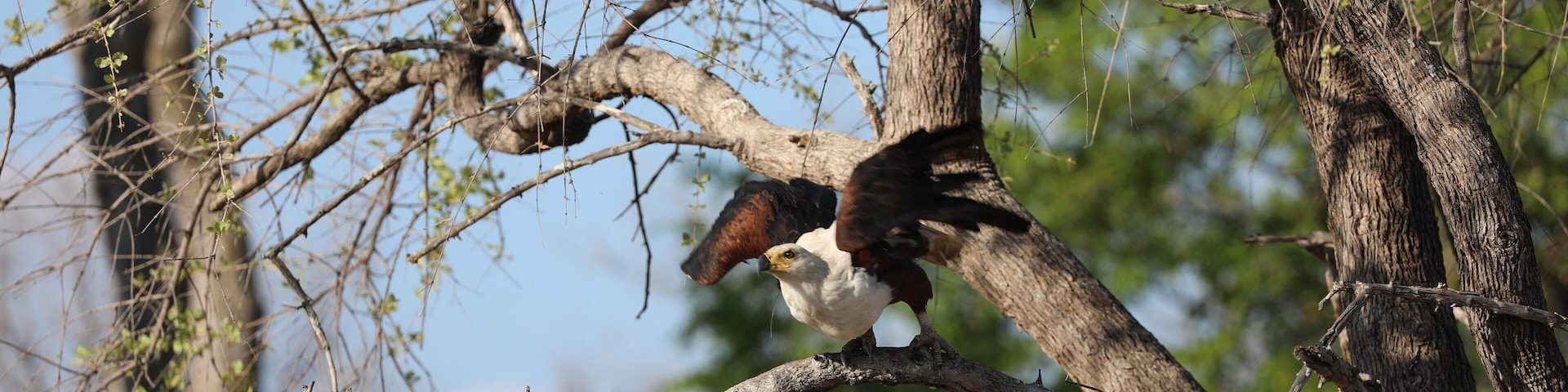 This is a fish Eagle about to take flight in Zimbabwe. They are beautiful birds and was a pure joy to watch them.
