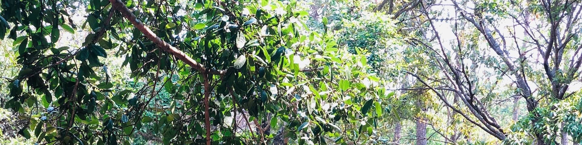 Plain of Jars in Laos