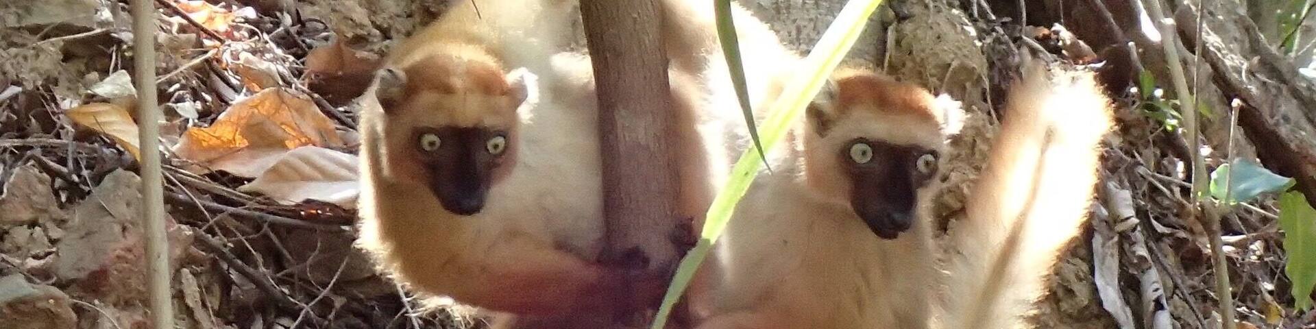 The critically endangered Blue-Eyed Black Lemur in the wild. Only the males are black. This was a lone pair of females that were not part of a larger group. We were also fortunate enough to see a group of 12 about 30 minutes later. This area of Madagascar is so poor that any money from tourism helps support the conservation efforts. There were no English speaking guides so our driver came with us to translate. #Lemurs #Madagascar