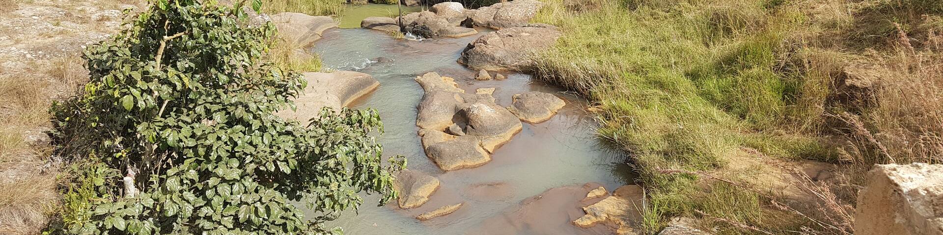 A migrating Barn Swallow stretched out on a branch over North Pond. You never know what you are going to see at this location.