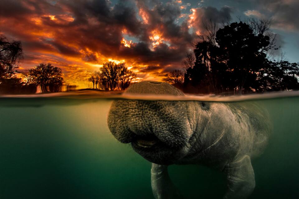 Um peixe-boi nada em um corpo d'água, com o pôr do sol ao fundo.