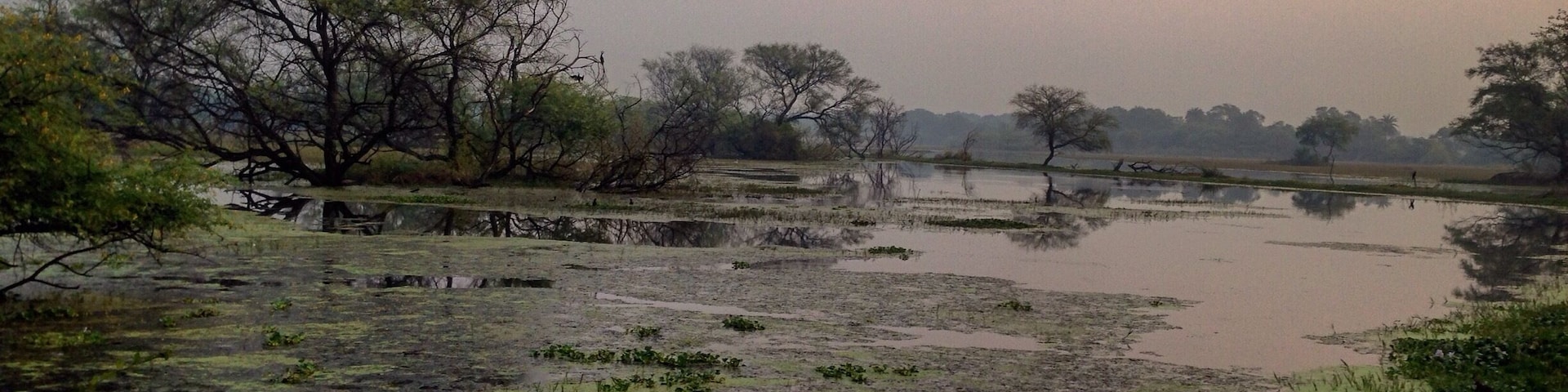 Bird sanctuary in Rajasthan. Bogs and birds.