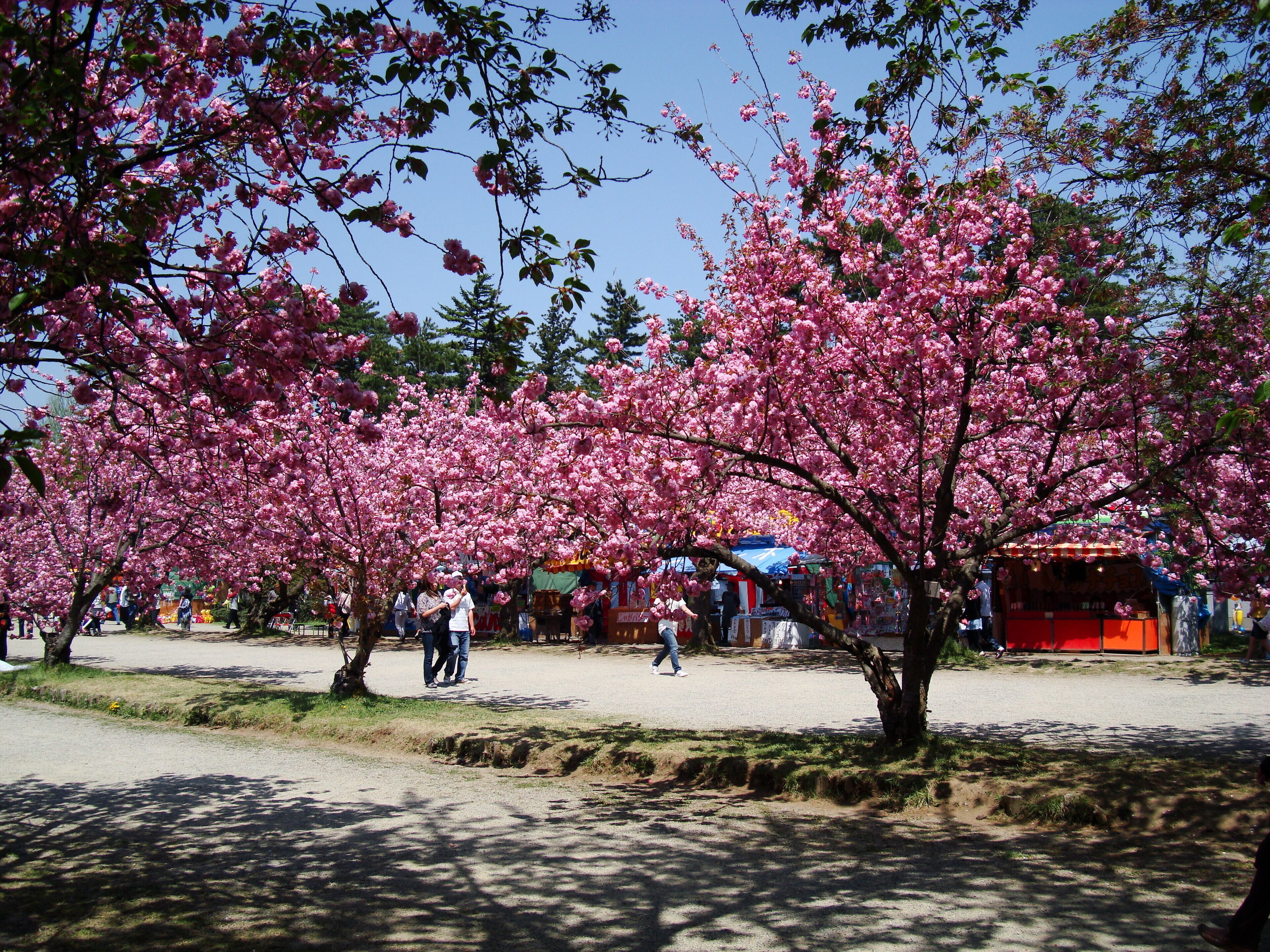 Um parque com cerejeiras em flor, pessoas caminhando e um edifício vermelho ao fundo.