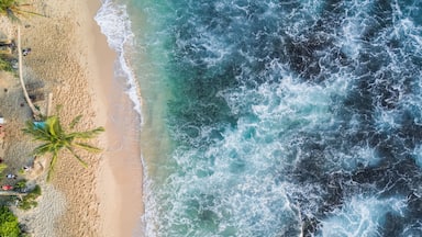 Uma praia com palmeiras e ondas.