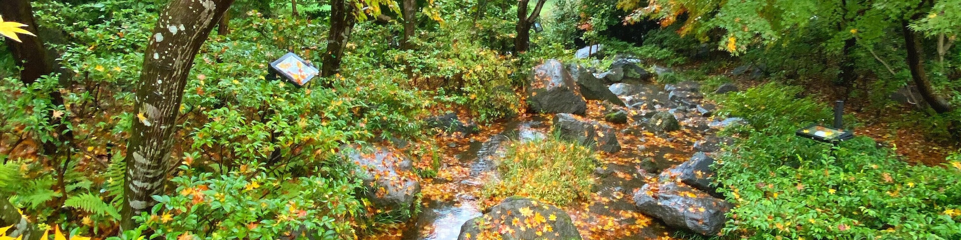 Traveling in Japan at the end of autumn gives you opportunities to see beautiful carpets of colorful leaves, even under the water #lifeatexpediagroup