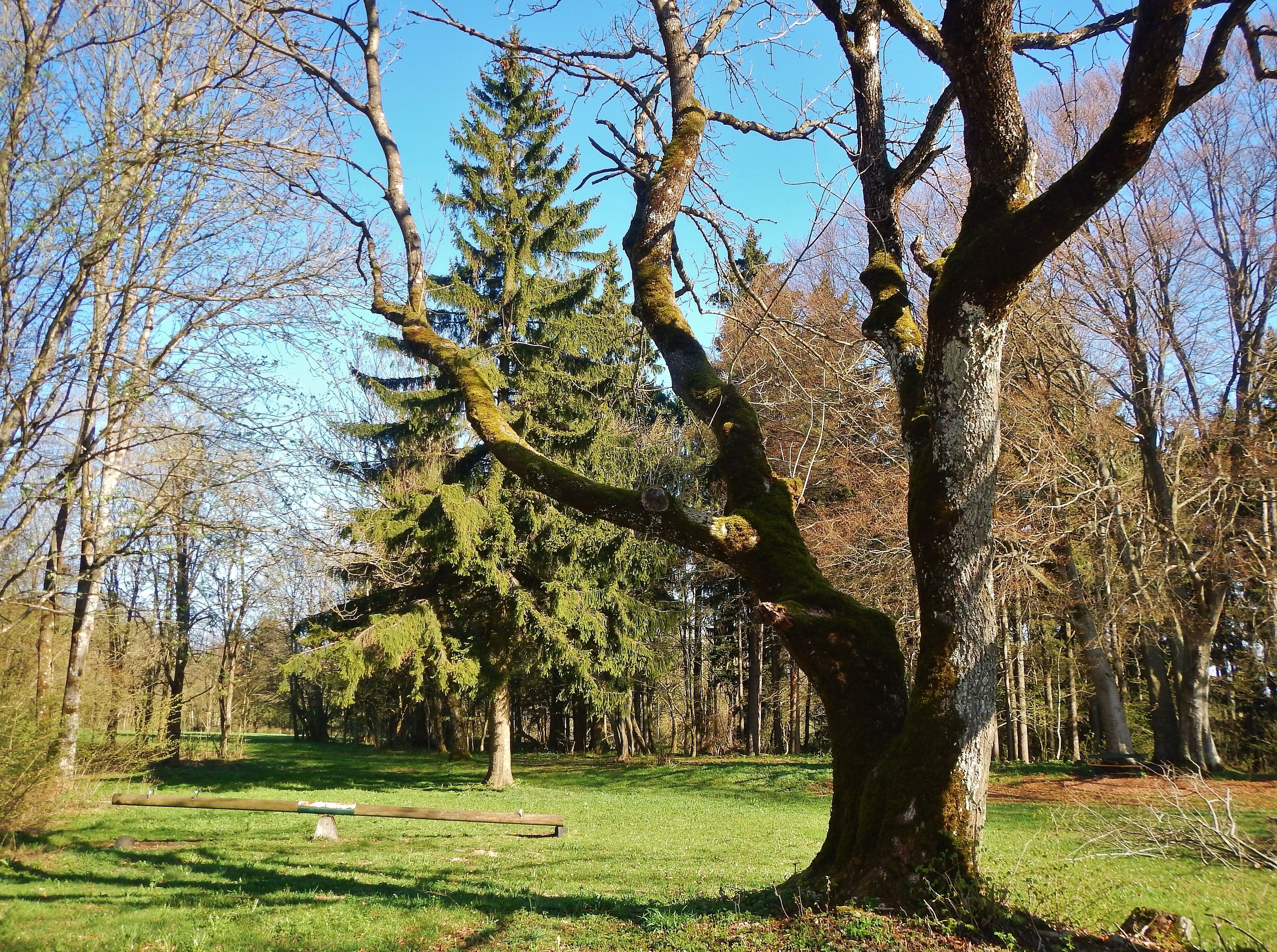 Um parque com uma árvore grande, um banco de madeira e uma área gramada.
