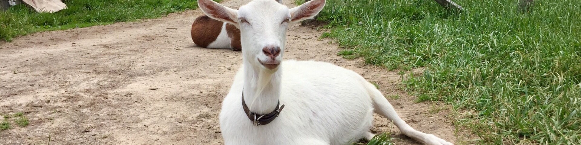 Uma cabra branca deitada em um caminho de terra em um campo gramado, com uma cerca e árvores ao fundo.