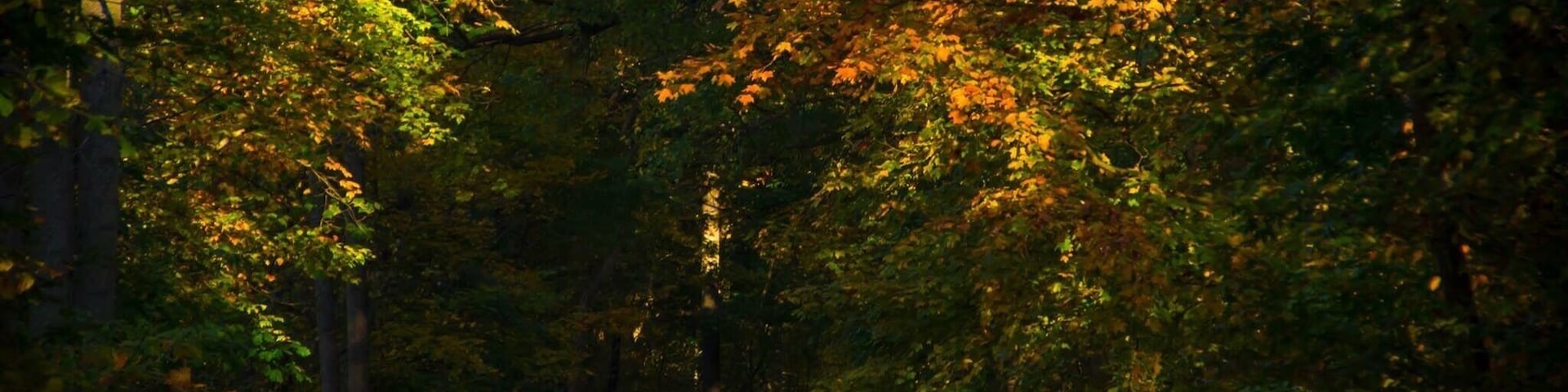 Roaring Run Trail is an easy hike or bike trail along the Kiski River