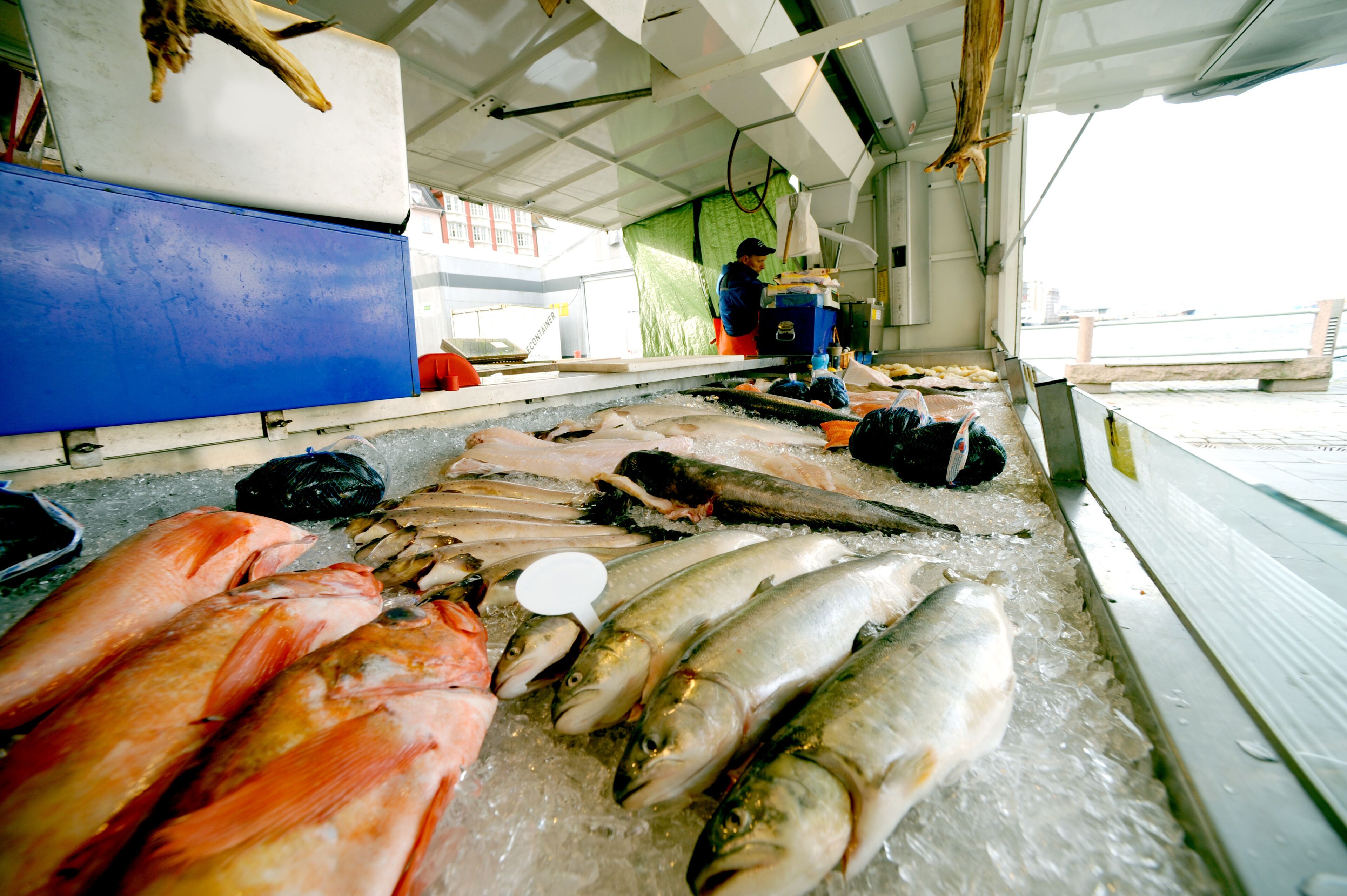 Diversos frutos do mar frescos expostos sobre gelo em um mercado.