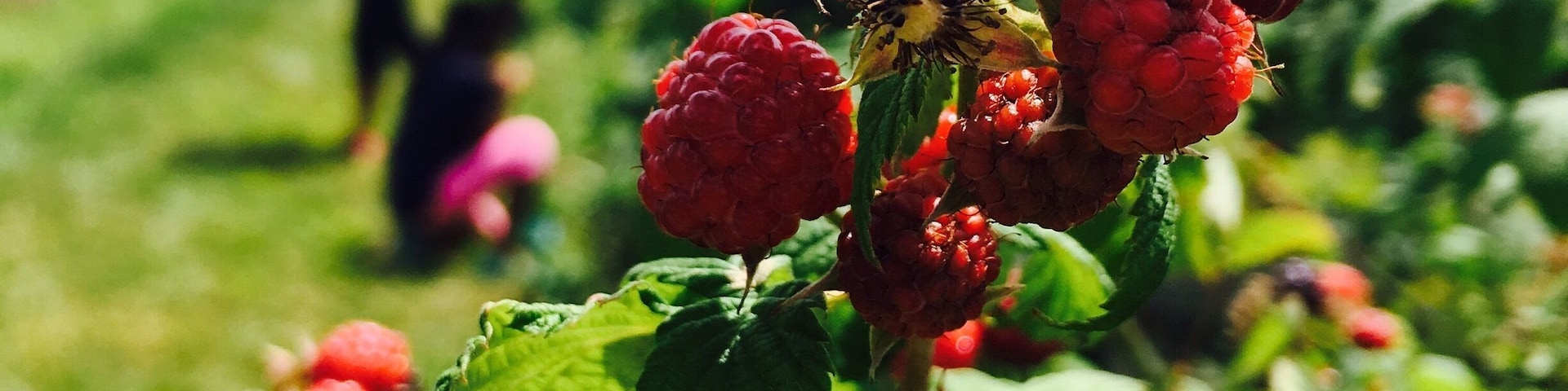 Farms is an apple orchard and diversified fruit and vegetable farm in the town of East Fishkill, New York. In addition to 40 acres of apples, they grow peaches, nectarines, black currants, cherries, and pumpkins, all of which are available in season for pick-your-own. They also have 20 acres of diverse vegetable plantings, several berry patches, three greenhouses, and pasture-raised hens. Their goal as a farm is to produce fresh, healthy and sustainably grown food for local customers. Their fruits and vegetables are grown without adding any synthetic chemicals or pesticides. They also have snap peas, kale, lettuce, eggplants, peppers, bell peppers and loads of herbs. 
The raspberries were sweet and tart at the same time and the kids loved picking them. They have a $5 entry fee.