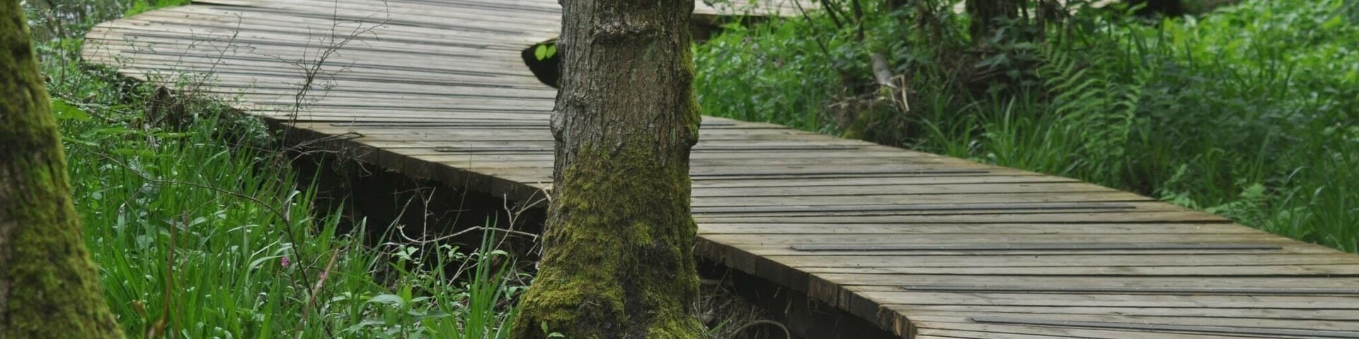 Uma passarela de madeira serpenteia por uma floresta com árvores cobertas de musgo e vegetação densa.