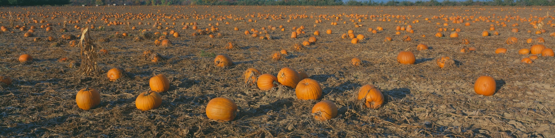 Um campo de abóboras com numerosas abóboras espalhadas pela terra seca e colhida.