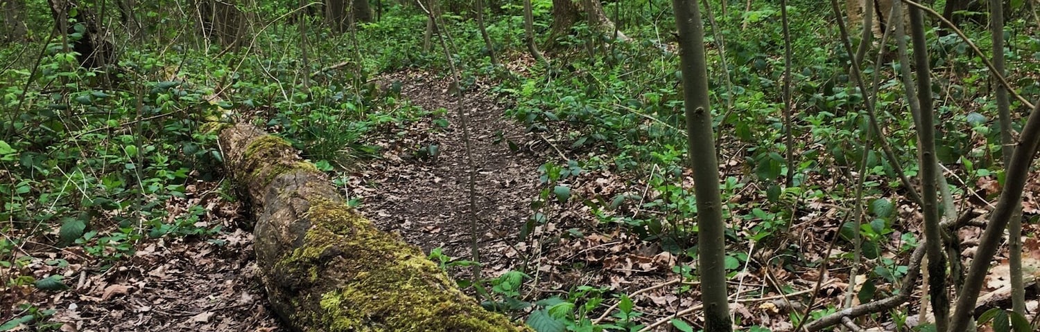 Just a small woodland off woodham way
