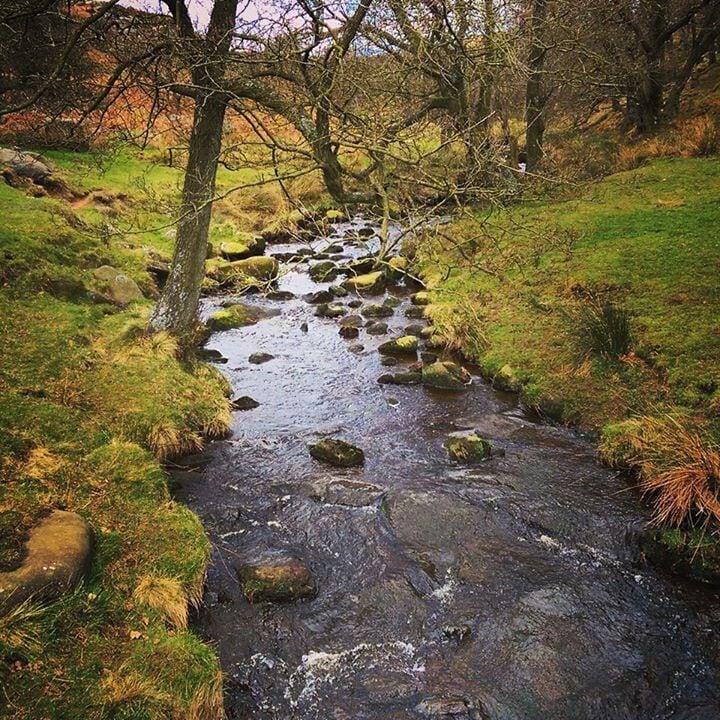 Burbage Brook is in Padley Gorge in the beautiful Peak District. Park at the National Trust Longshaw Estate and take a walk down to the brook but wear sensible shoes as its hilly and uneven and you may need to hop across stones. Picture taken early March. #Longshaw #padleygorge #burbagebrook #peakdistrict #nationalpark #derbyshire #peakdistrictnationalpark #england #green #nature #countryside #outdoors #explore