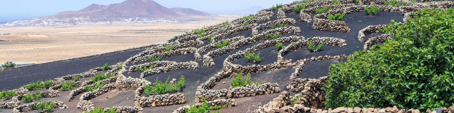 Viticulture near Tiagua, Municipio de Teguise, Lanzarote, Canary Islands, Spain.
