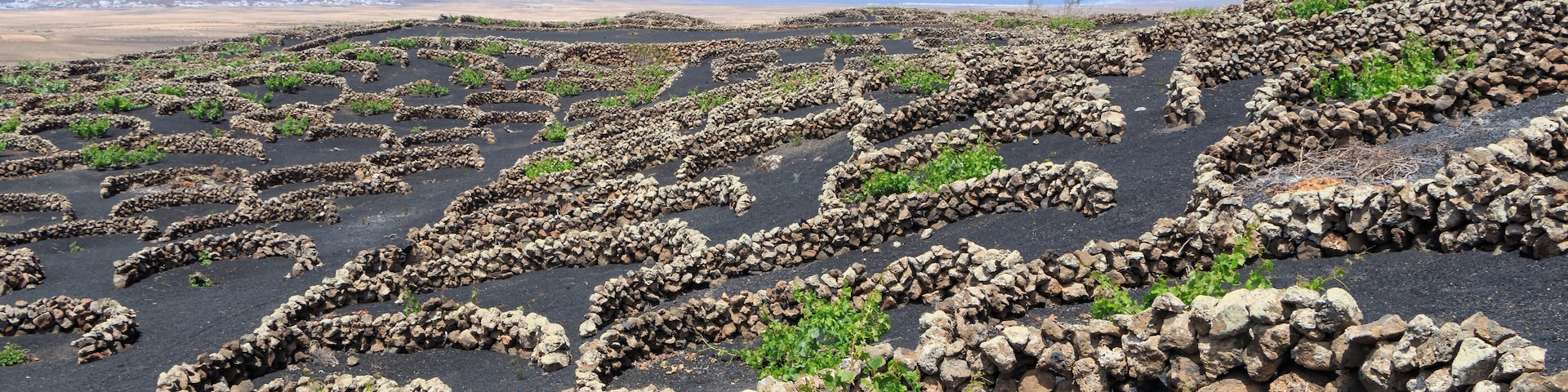 Viticulture near Tiagua, Municipio de Teguise, Lanzarote, Canary Islands, Spain.