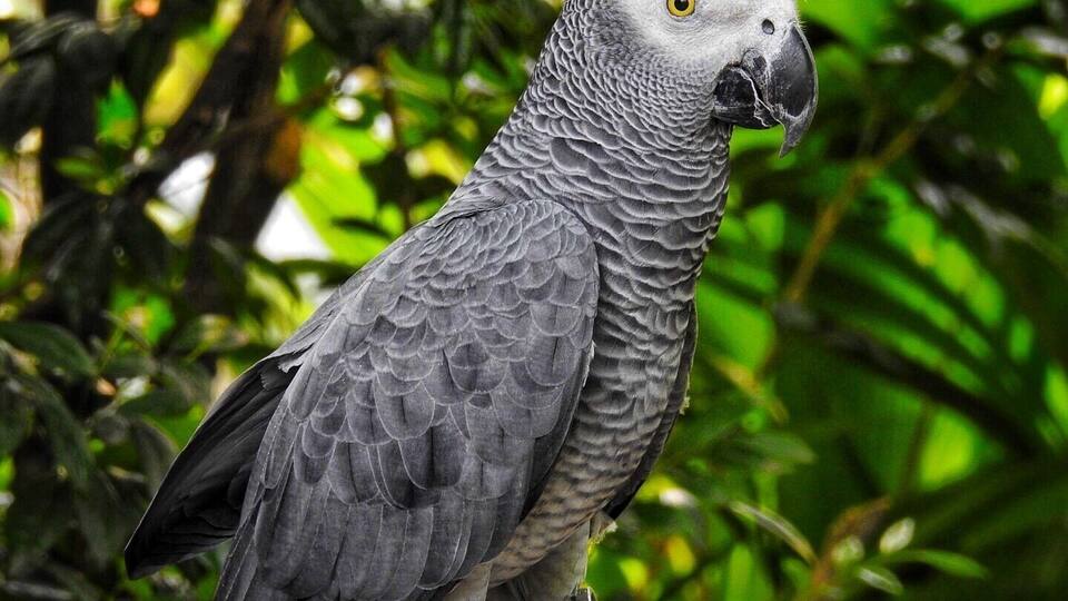 African Grey #parrot, in farm in the city (Kuala Lumpur) #malaysia #asia #zoo #eagle #birds #lifeatexpedia #outdoor #trovember