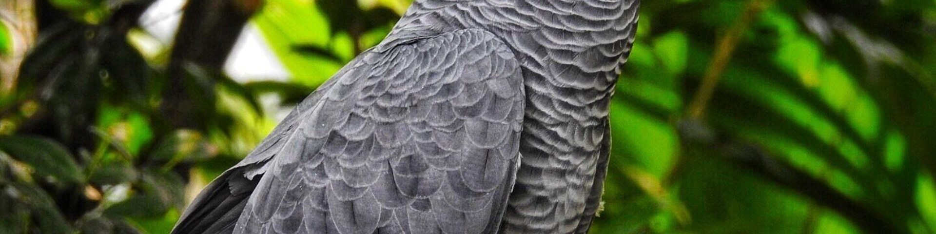 African Grey #parrot, in farm in the city (Kuala Lumpur) #malaysia #asia #zoo #eagle #birds #lifeatexpedia #outdoor #trovember