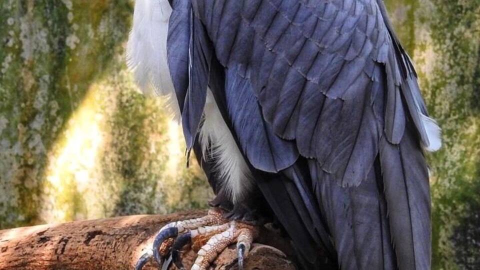 White bellied sea eagle, in farm in the city (Kuala Lumpur) #malaysia #asia #zoo #eagle #birds #lifeatexpedia #outdoor #trovember