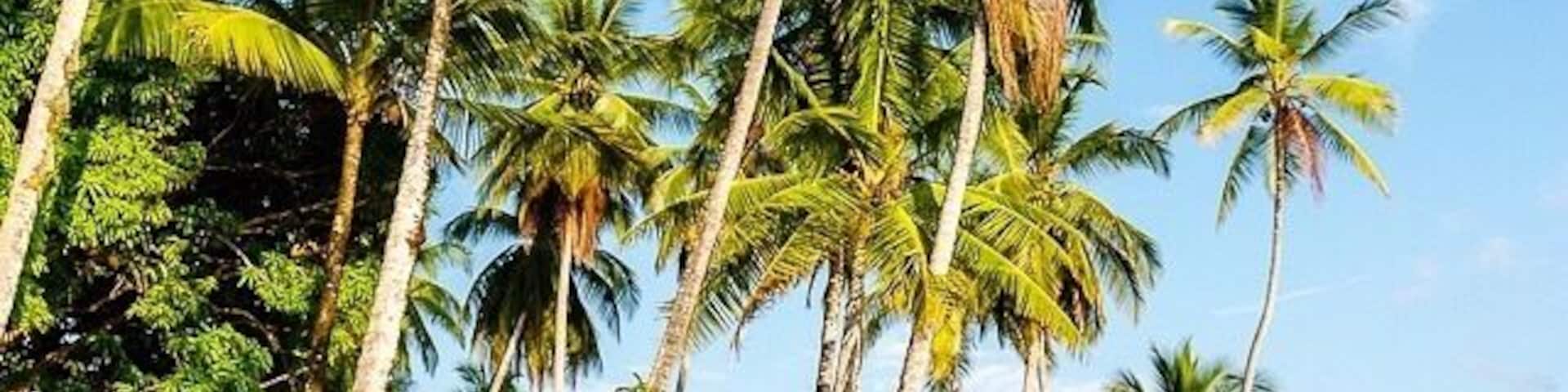 Corcovado national park is located on the Osa peninsula in Costa Rica. It is the country's biggest and most prestigious national park and National Geographic has called it "the most biologically intense place on Earth in terms of biodiversity". However, all these facts make it a really expensive place to explore. But there are still options for backpackers. We stopped at this beautiful place for a short lunch brake on our days hike from Drake Bay to the park.
#costarica #osapeninsula #corcovado #nationalpark #takeahike