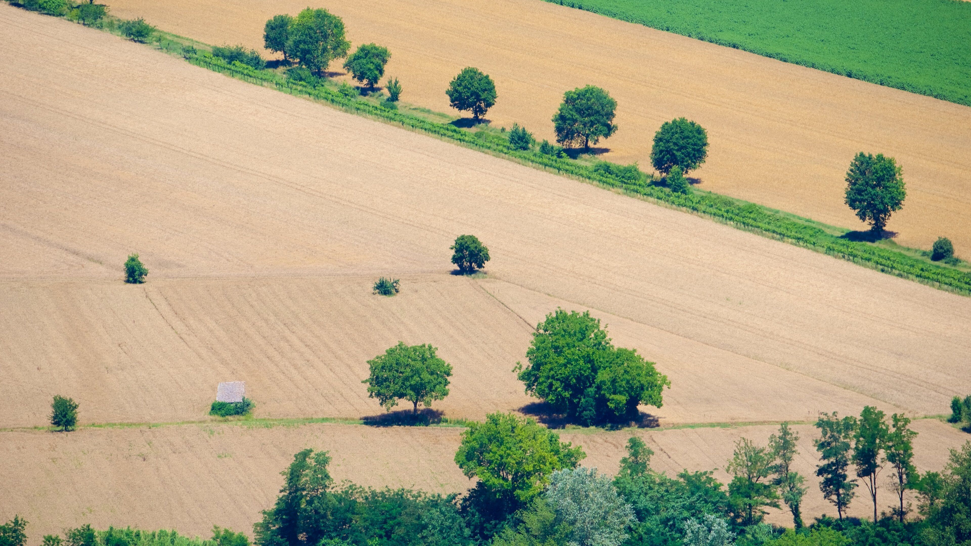 Uma extensa paisagem agrícola com fileiras de plantações e árvores dispersas.