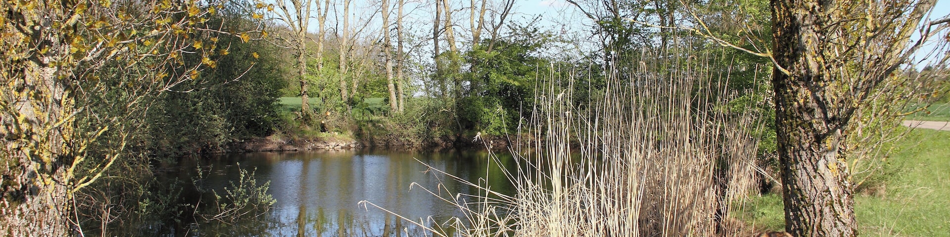 Das Naturdenkmal Feuchtgebiet Seewiesen im Weikersheimer Ortsteil Neubronn-Oberndorf (Frühjahr 2017).