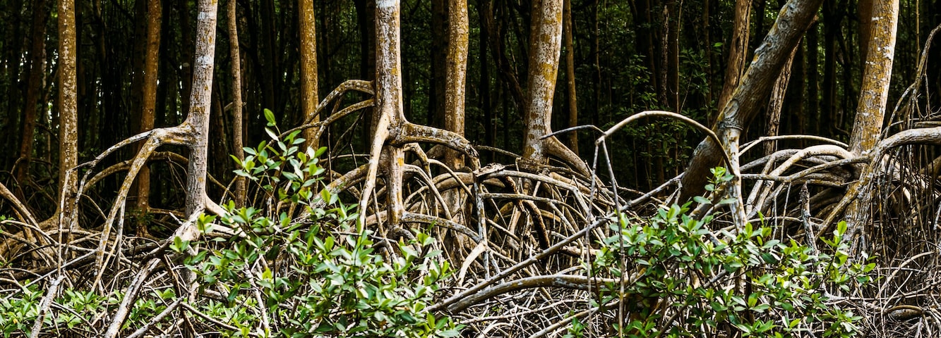 Uma floresta de mangue com árvores altas e vegetação densa.
