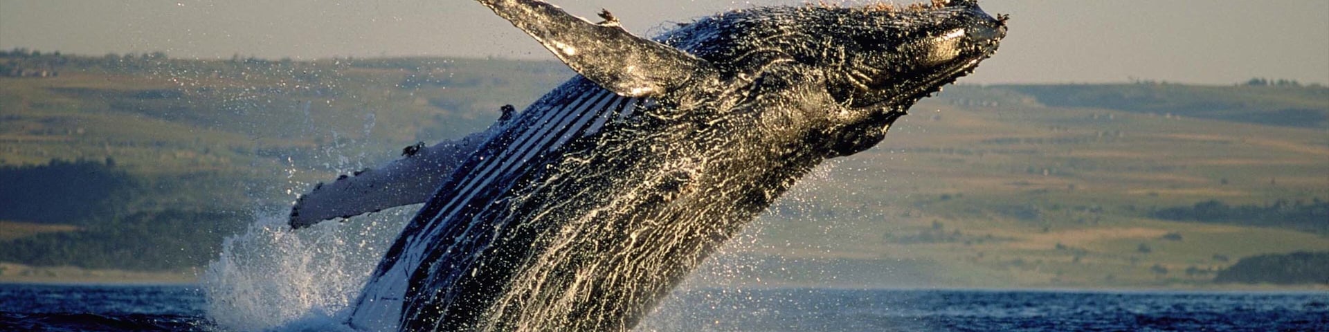 Hermanus showing marine life, whale watching and general coastal views