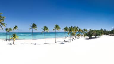 Uma praia com areia branca e palmeiras sob um céu azul límpido.