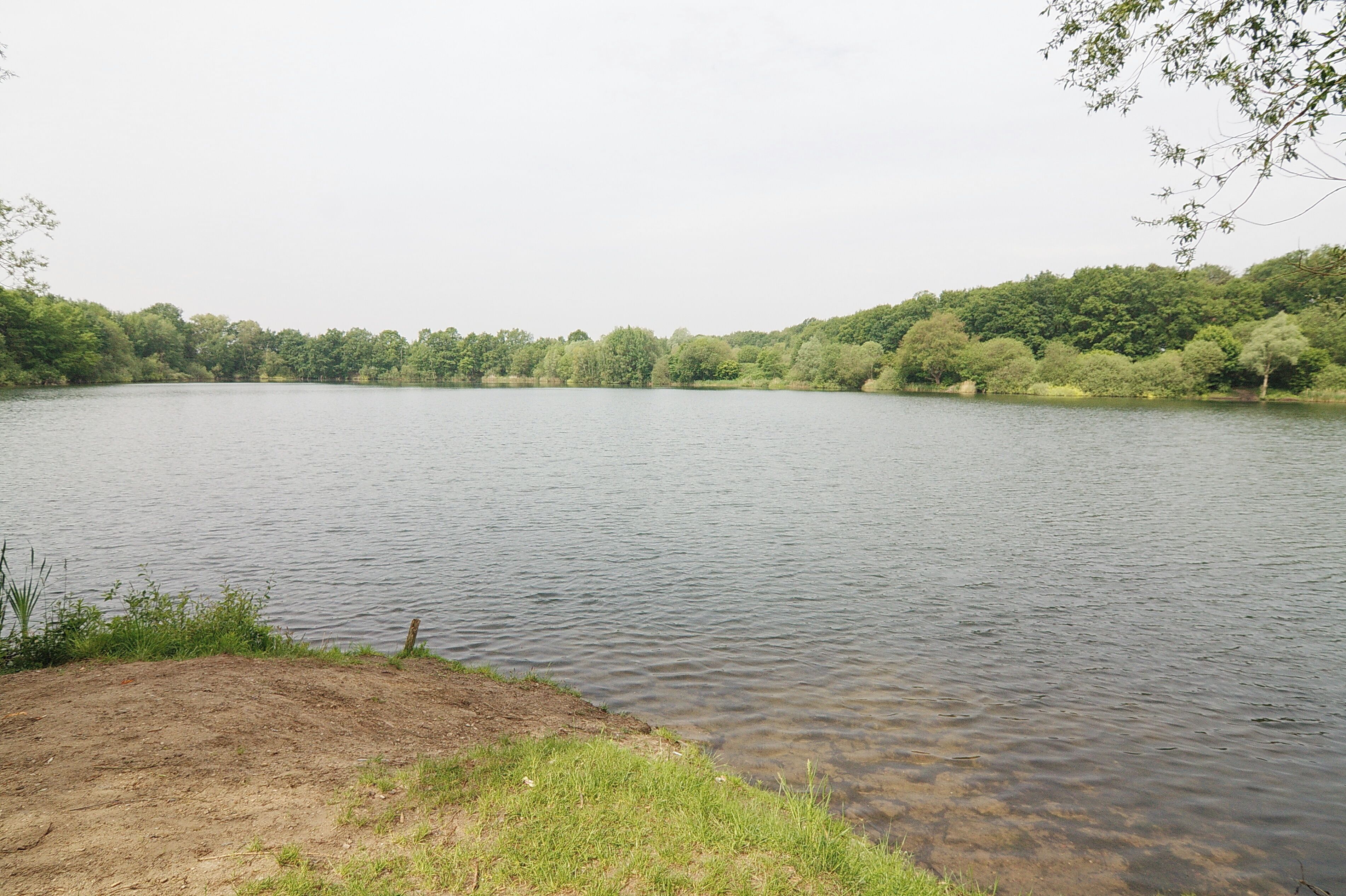 Um lago tranquilo rodeado por vegetação densa e árvores.