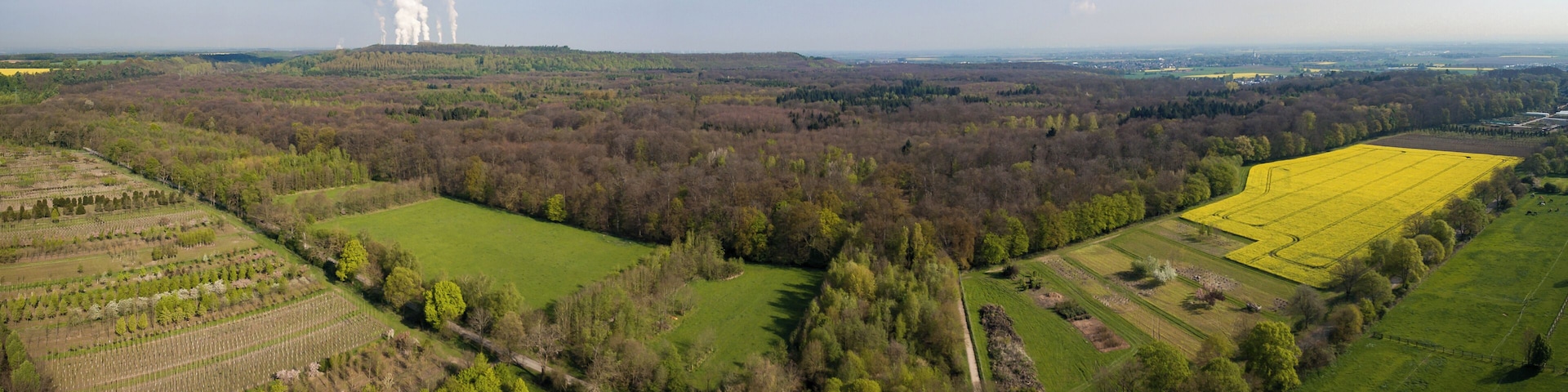 Blick auf den Königsdorfer Forst (NSG)