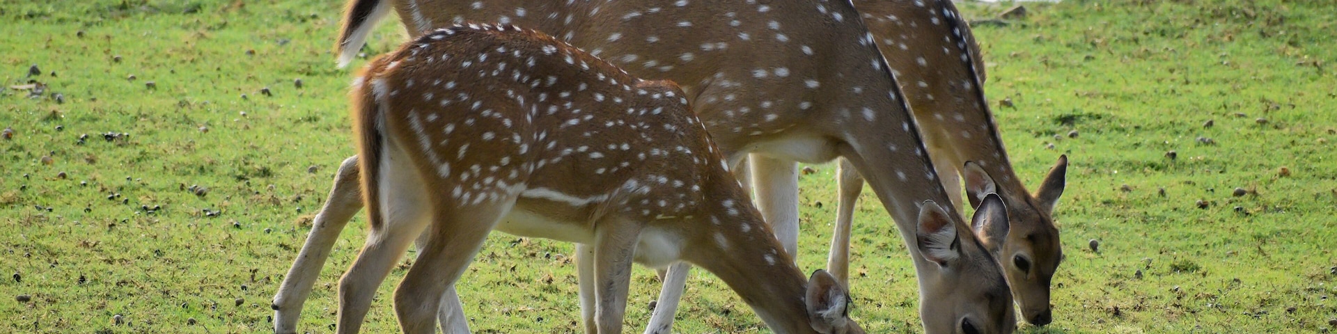 Um veado pastando em um campo gramado.