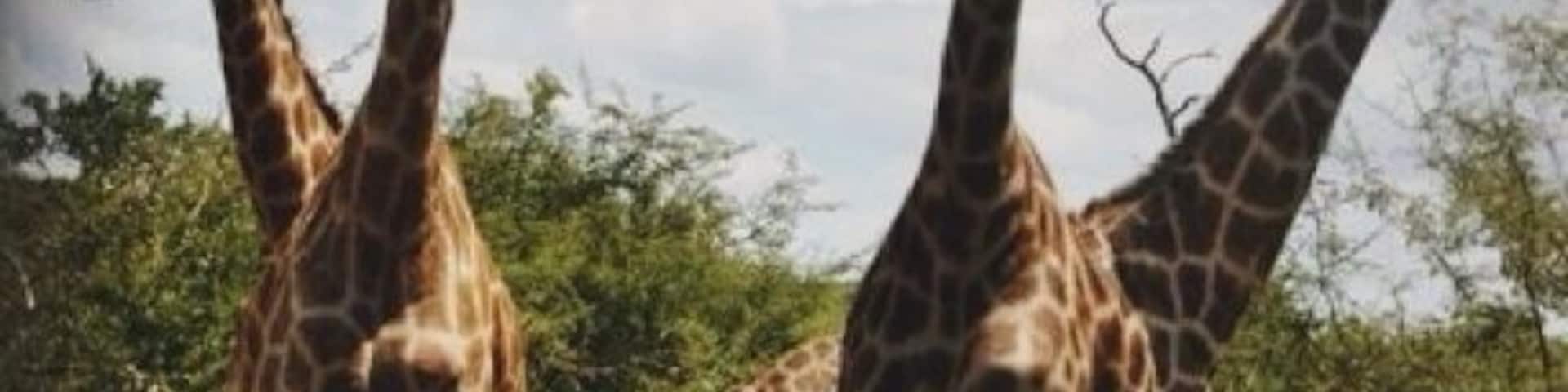 An incredible park for a true African safari. The tent lodging was quite comfortable too!