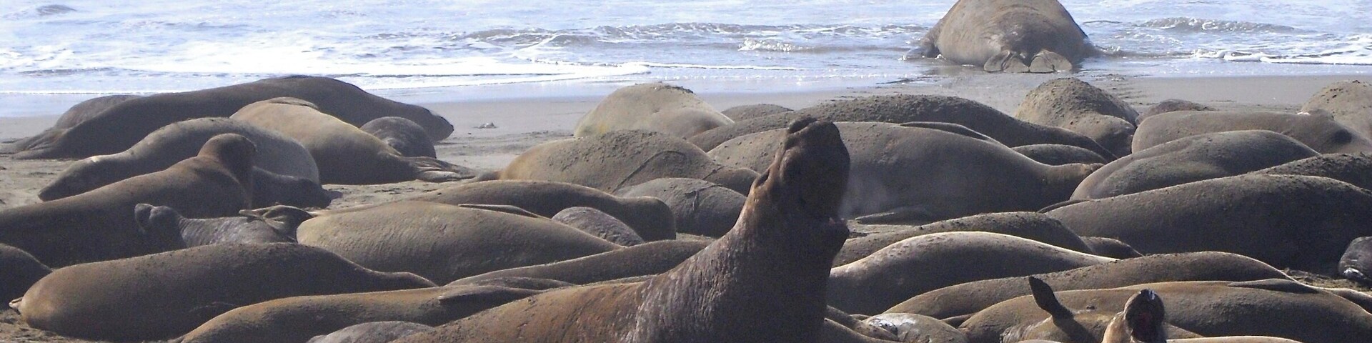 It's Elephant Seal pup time, here in California! From the end of December to the end of February.
During this season, you have to make reservations for the 90 minute tour out to the beaches where the seals are mating and whelping.
It was absolutely amazing! A phenomenal experience.
