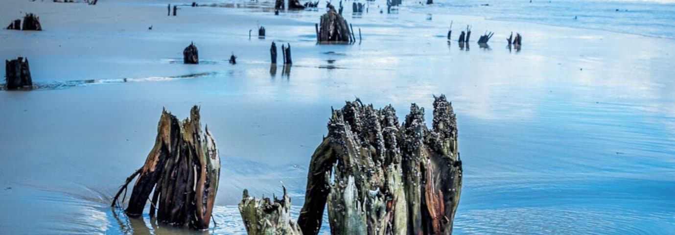 During low tide these trunks get exposed and you can really see where the forest line used to be.