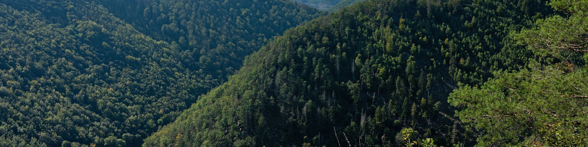 Um vale com floresta densa e uma estrada sinuosa.