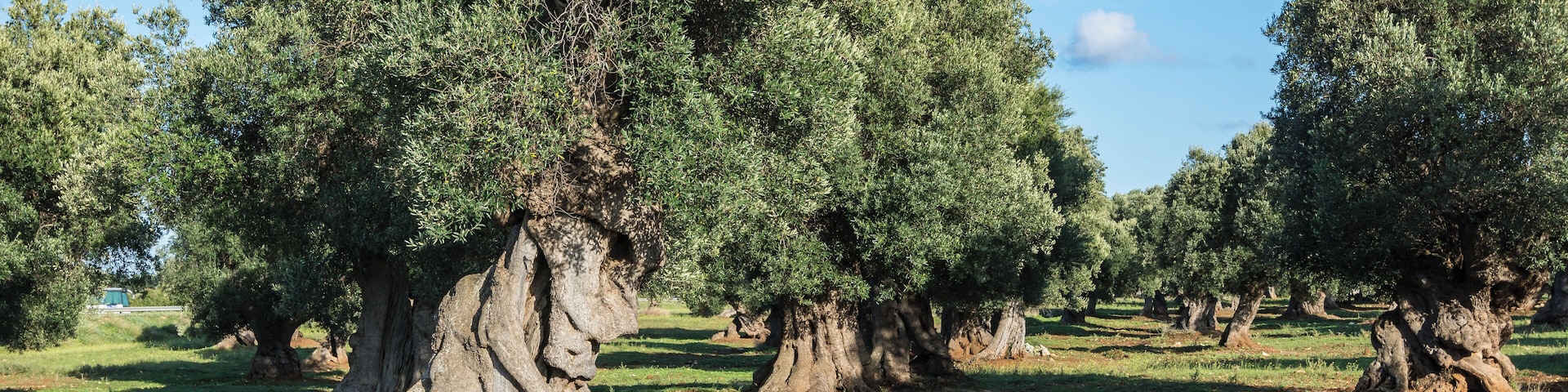 This centuries-old olive grove is located in the comunity of Ostuni close to the street SS 379. The olive trees of Apulia are endangered by Xylella fastidiosa is an aerobic, Gram-negative bacteria of the monophyletic genus Xylella.