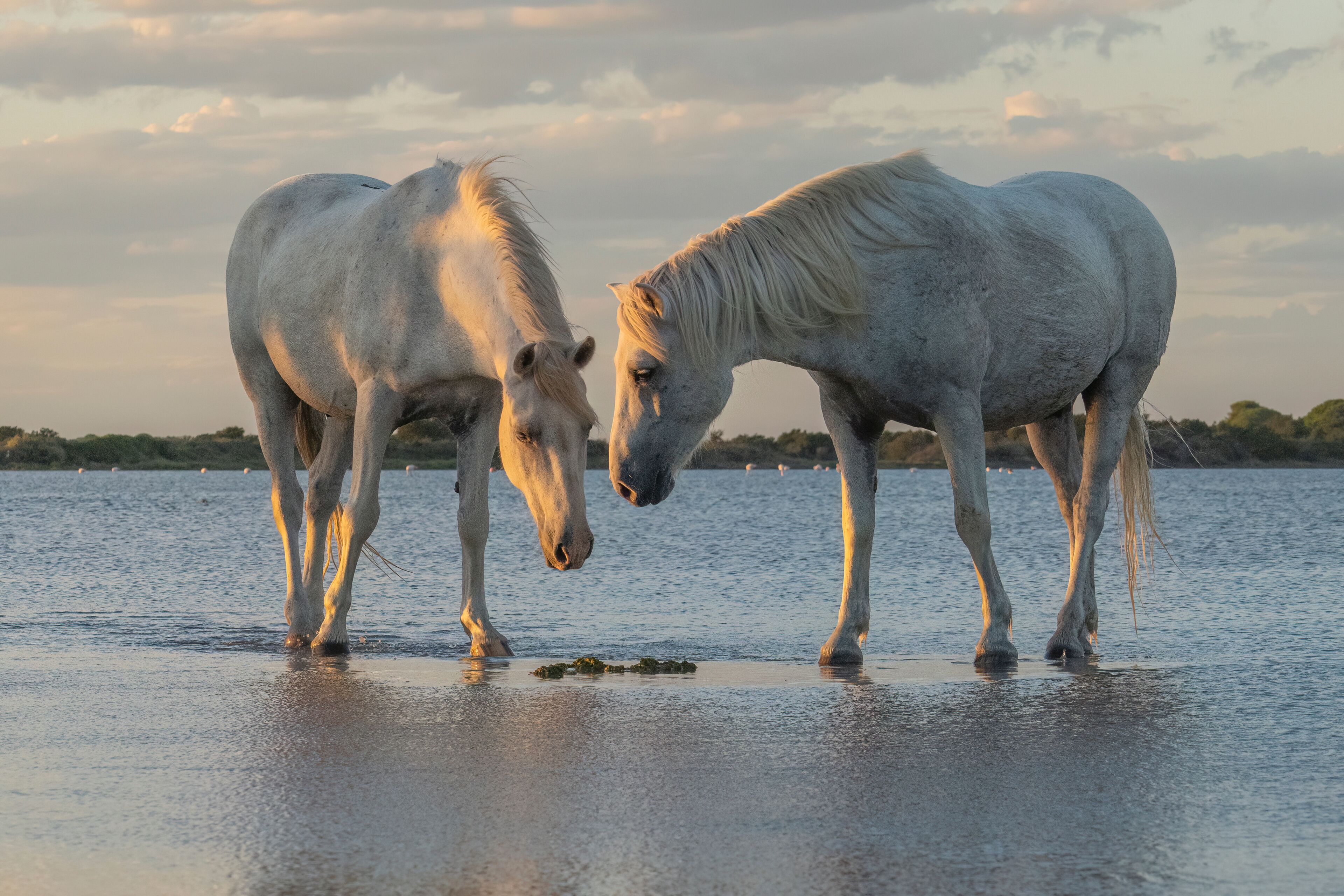 Dois cavalos em águas rasas, com um corpo d'água e uma linha de costa distante ao fundo.