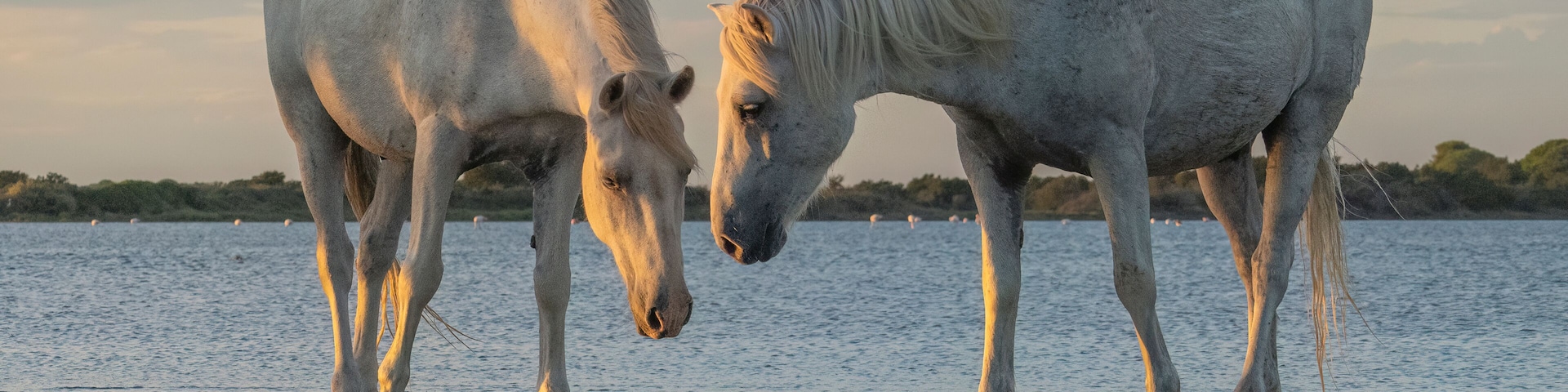 Dois cavalos em águas rasas, com um corpo d'água e uma linha de costa distante ao fundo.