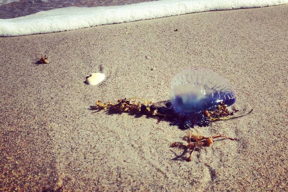 Uma água-viva em uma praia arenosa, com ondas ao fundo.