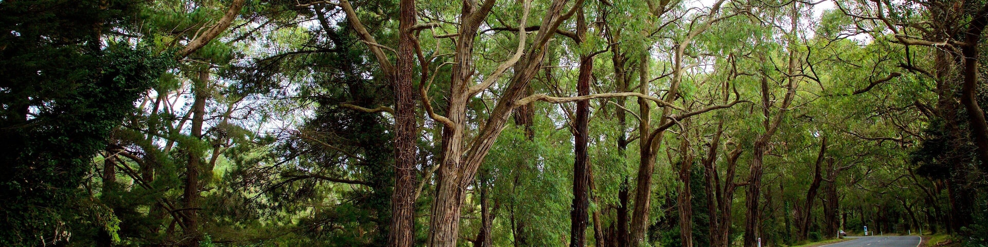 Red Hill South showing forests